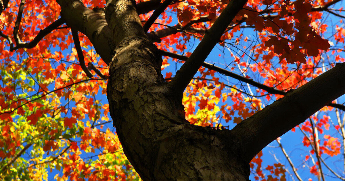 How to Create a Complete Trees Nature Study: Lesson and Activity Ideas