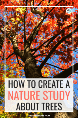 How to Create a Complete Trees Nature Study: Lesson and Activity Ideas